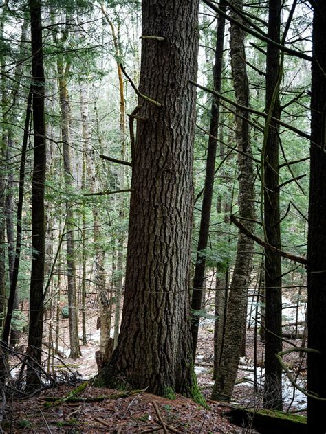 Eastern White Pine From Warren County Ny Usa On March 3 2024 At 04 03 Pm By Erik Danielsen