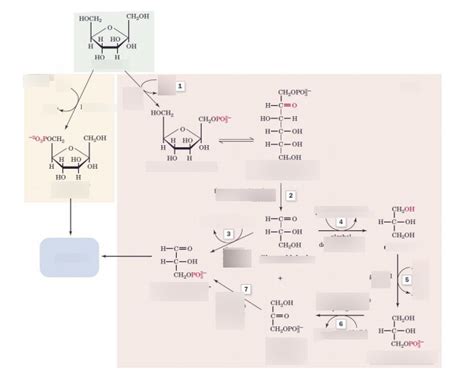 Fructolysis Diagram Quizlet
