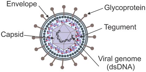 Herpes Virus Structure