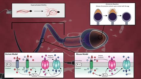 Artstation Sperm Hyperactivation