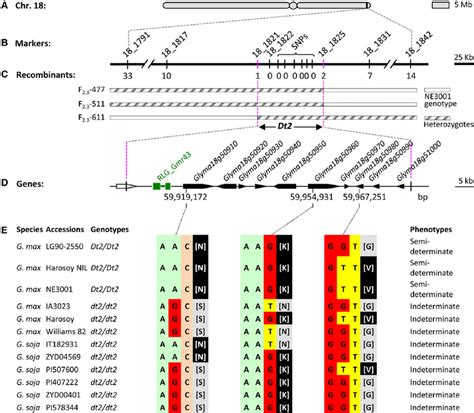 Map Based Cloning Of The Dt2 Locus And Target Gene Association Analysis
