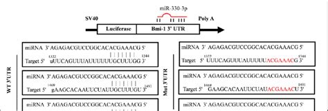 Construction Of The Psicheck2 Reporter Plasmid Containing Wild Type Or Download Scientific