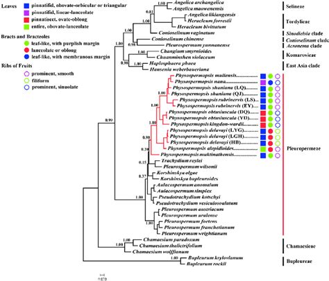 Bayesian Tree Inferred From The Analysis Of The 44 Samples Of Its Data