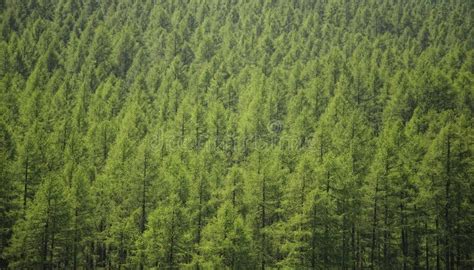 欧洲落叶松属 库存图片 图片 包括有 假期 背包 横向 工厂 夏天 户外 木头 场景 木材 21227693