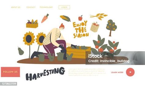 잘 익은 야채 방문 페이지 템플릿을 수확 정원사 캐릭터 정원 수확에서 일하는 장갑에 여자 농부 가을에 대한 스톡 벡터 아트 및 기타 이미지 Istock