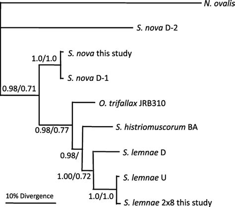 Bayesian And Maximum Likelihood Nucleotide Phylogeny Of Actin I