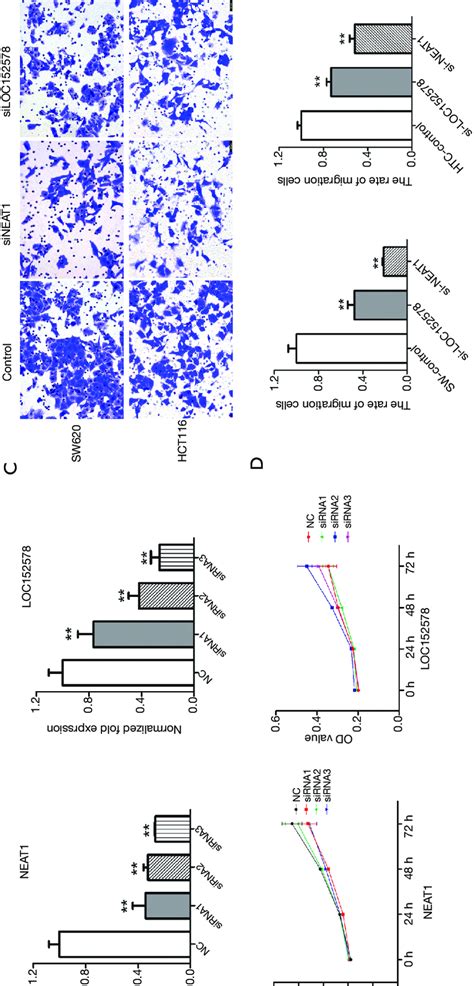 A Rt Pcr Shows Sirna Experiment Is Successful B In Both