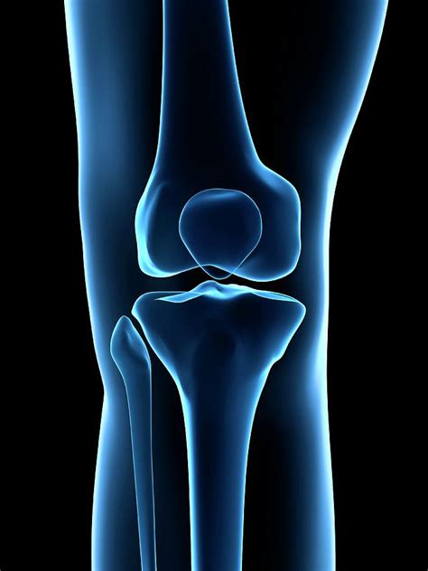 Knee Joint