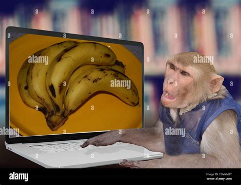 Monkey Computer