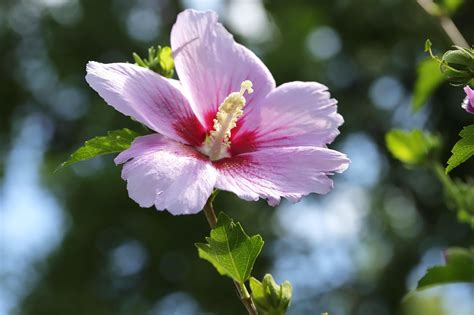 200 무료 무궁화 And 자연 이미지 Pixabay