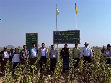 လေးမျက်နှာမြို့နယ်တွင် ဆီထွက်သီးနှံ ဆောင်းနေကြာစံပြစိုက်ခင်း စံကွက်ရိတ