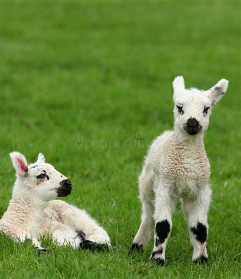 Cuties Stock Image Image Of Beautiful Animals Cuties 99815