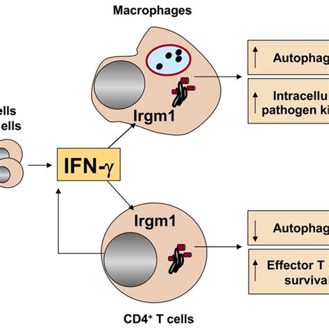 Pdf Interferon Inducible Immunity Related Gtpase Irgm1 Regulates Ifn
