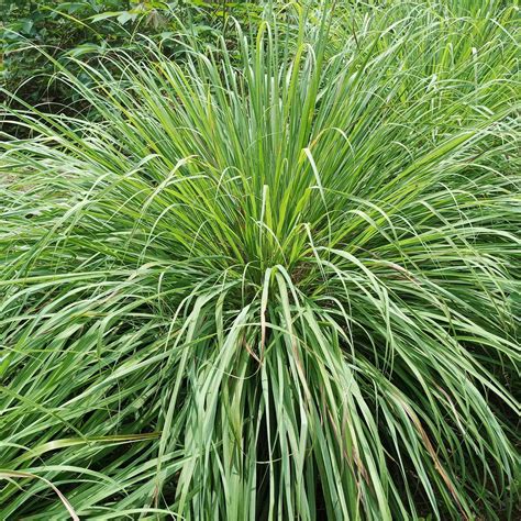 Lemongrass Seeds West Indian Flower Seeds Eden Brothers