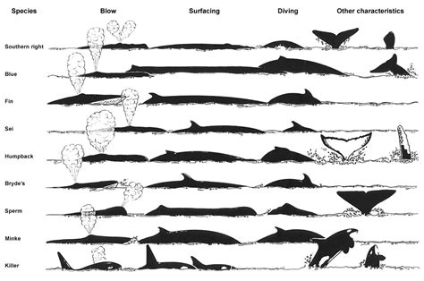 Whale Species Chart