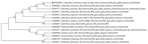 Molecular Phylogenetic Tree By Minimum Evolution Method Among Tiger Download Scientific Diagram