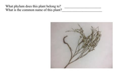 Solved What Phylum Does This Plant Belong To What Is The Chegg