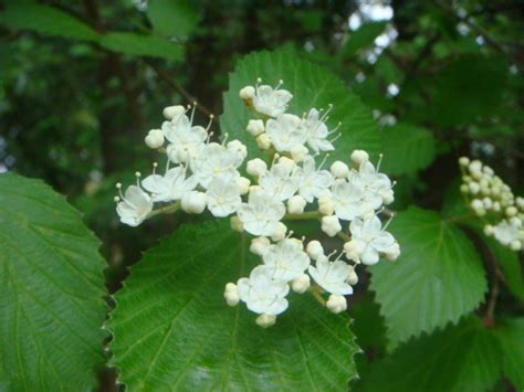 ガマズミの花 近場の博物誌