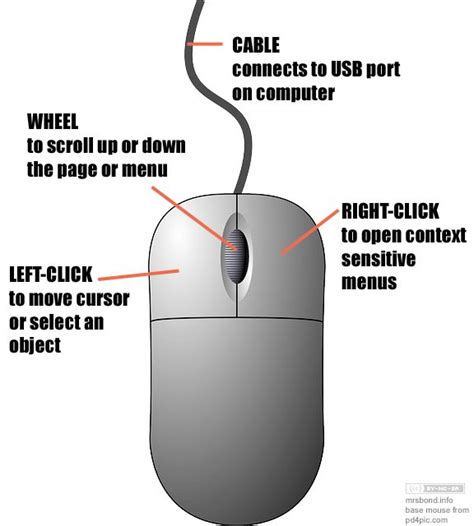 Anatomy Of A Computer Mouse