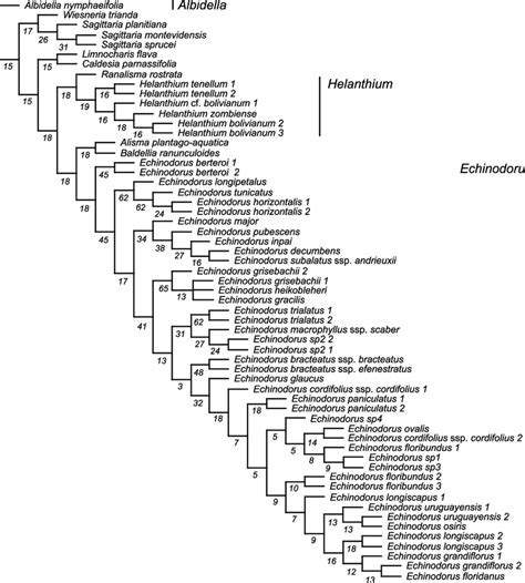Shortest Tree Found In A Combined Analysis Of All Molecular Data
