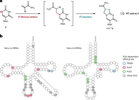 A Method For Quantitative And Base Resolution Sequencing Of Pseudouridine Nature Methods