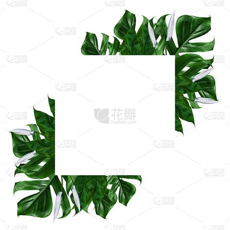 白色背景上的热带绿叶框架