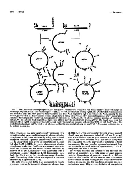 Construction Of Broad Host Range Plasmid Vectors For Easy Visible