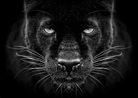 Black Panther Face