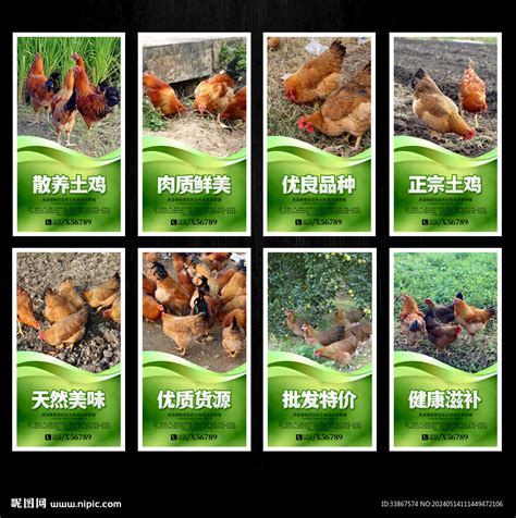 土鸡海报设计图 海报设计 广告设计 设计图库 昵图网