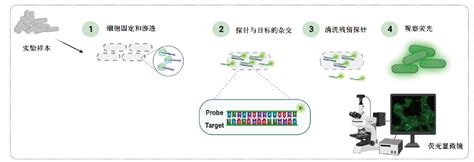 格微甄选 16S 18S FISH探针商品目录 格微生物科技上海有限公司