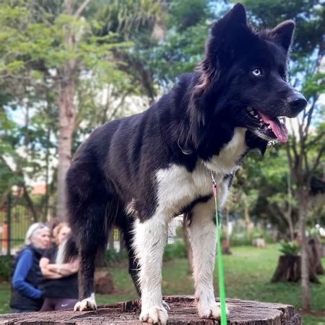 Border Collie Husky Mix Border Husky Owners Guide