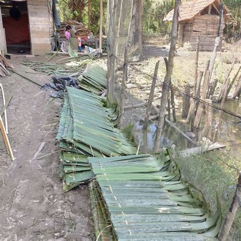 Jual Atap Daun Nipah Shopee Indonesia