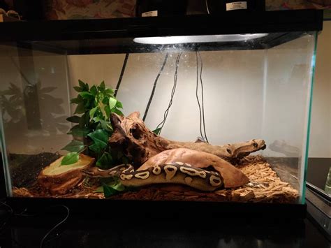 Snake Curls Up When I Go Near It