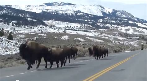 Ако това видео е истинско нещата за Йелоустоун не са добри Новини за Земята Слънчевата