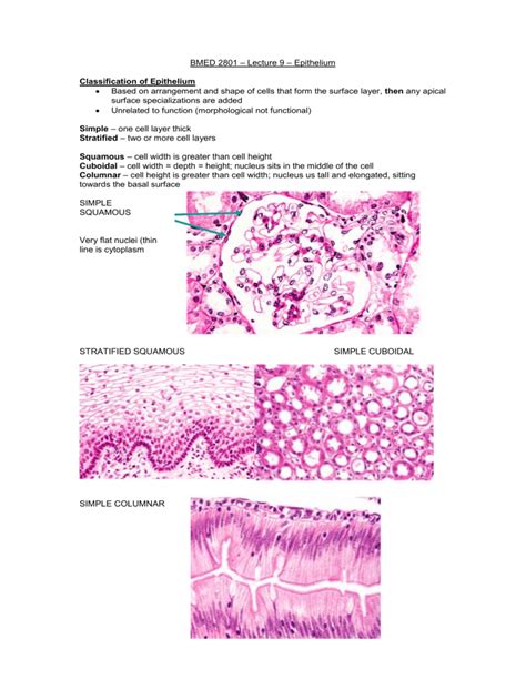 Epithelium Classification Lecture Notes