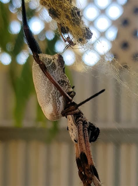 Golden Orb Weaver Web Of Sex Ausemade