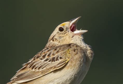 Grasshopper Sparrows At The Community Park Free Range Photography
