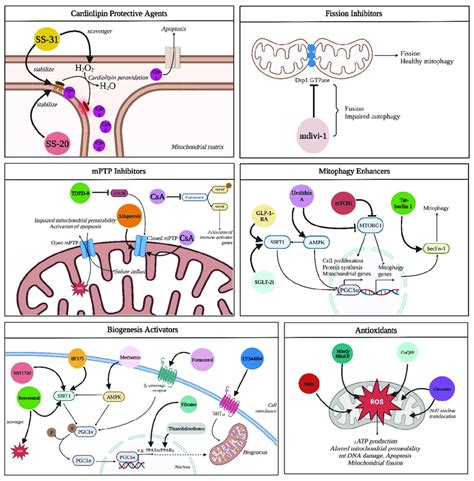 Mechanism Of Actions Of Mitochondria Targeting Drugs That Are Used In Download Scientific