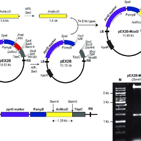 Construction Of The Pex2b Mcod Binary Vector A The Procedure For