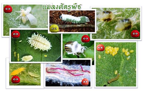 บิวเวอร์เรีย เมธาไรเซียม พาซิโลมัยหัวเชื้อรา แบบผง เข้มข้นรวม3แรงบวก กำจัดไข่แมลงตัวแมลงหนอน