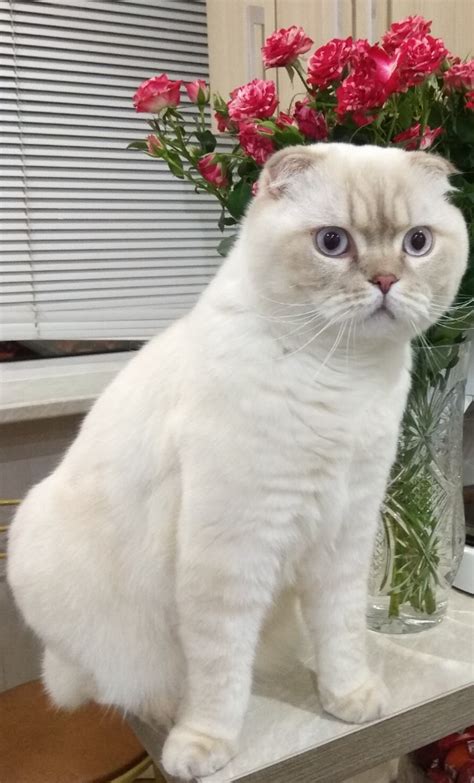Создать мем кошка шотландская вислоухий кот шотландская вислоухая кошка Картинки Meme
