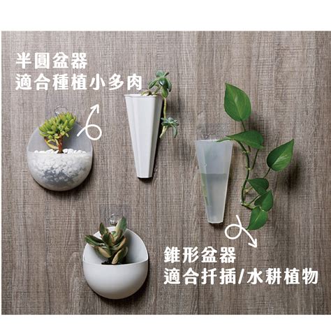 贈掛鉤 壁掛式盆栽 盆栽 迷你掛盆掛式花盆 水耕盆 多肉盆栽 迷你花盆 辦公室盆栽 廁所盆栽 花器 可掛式盆栽 小盆 蝦皮購物