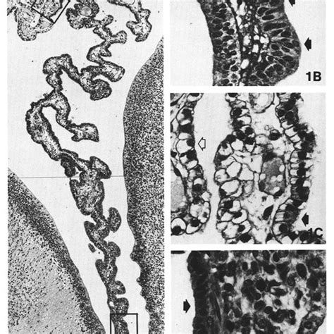 A D Epithelial Cell Types In Fetal Sheep Choroid Plexuses During