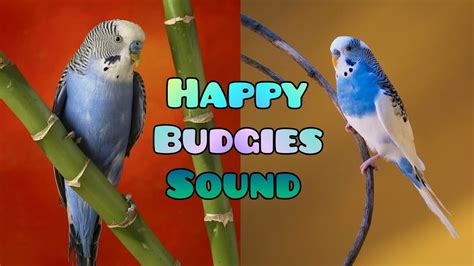 What Sound Do Budgies Make At Joan Cross Blog