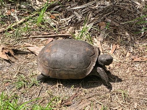 Gopher Tortoise Sanibel Captiva Conservation Foundation