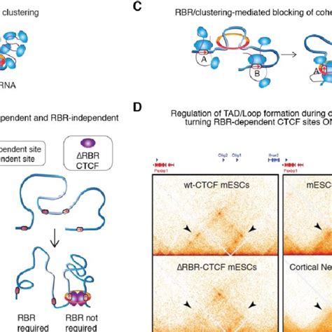 Tads Chromatin Loops And The Role Of Ctcf And Cohesin A A Simulated Download Scientific