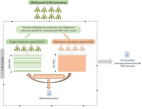 Assessing Imputation Accuracy With Cross Validation Cv For A Given Download Scientific