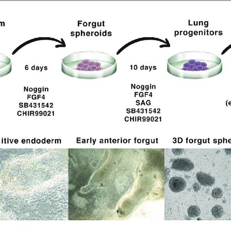 Lung Ipsc Derived Organoid Composition A The Structure Of Human
