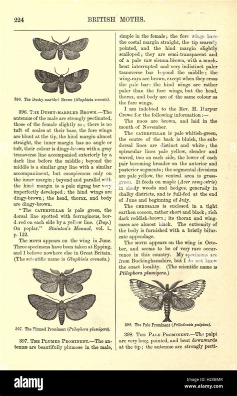 Illustrated Natural History Of British Butterflies And Moths Page 224