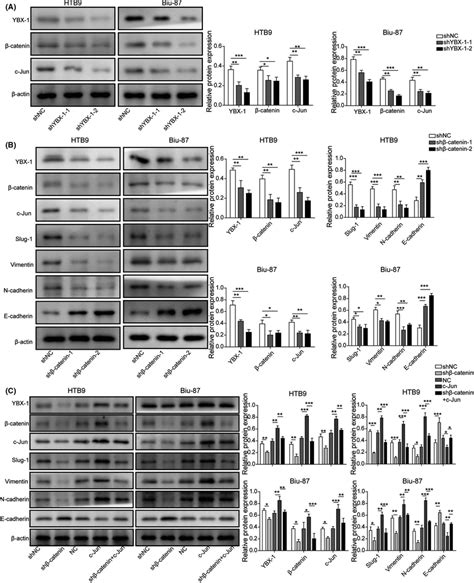 ybx‐1 β‐catenin and c‐jun act as a feedback loop to regulate